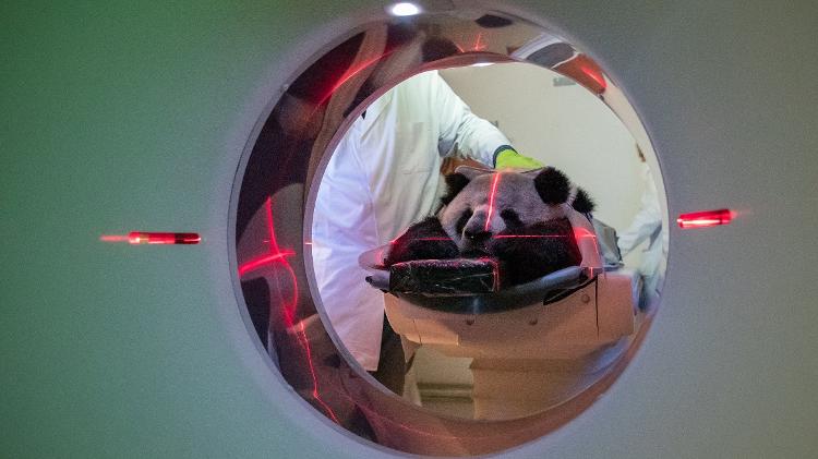 Panda gigante passa por tomografia computadorizada na Alemanha - 12/11 ...