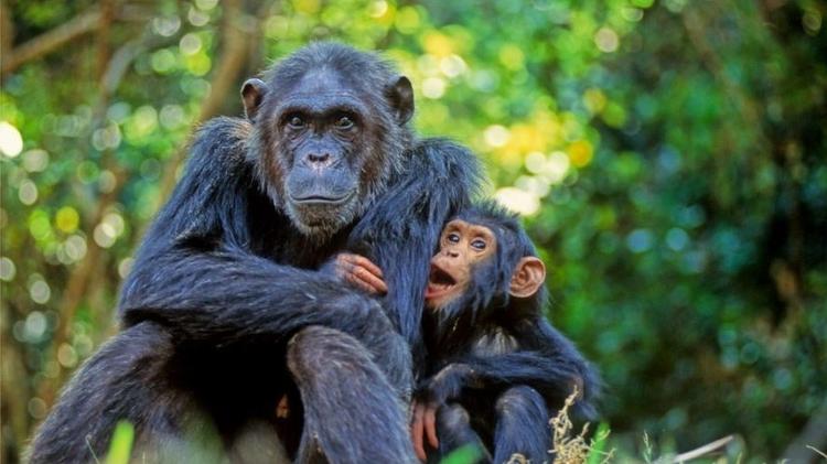Jane Goodall: a primatologista que mudou o conhecimento humano sobre os ...