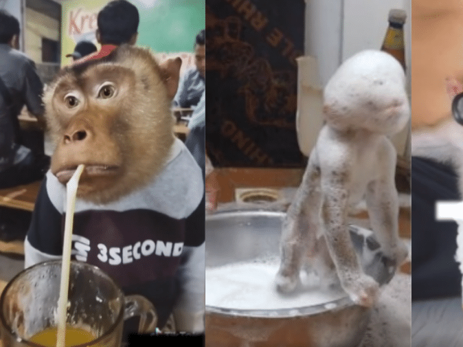 Eu Quero Conhecer O Gif Dos Macacos Do Artico 500x270