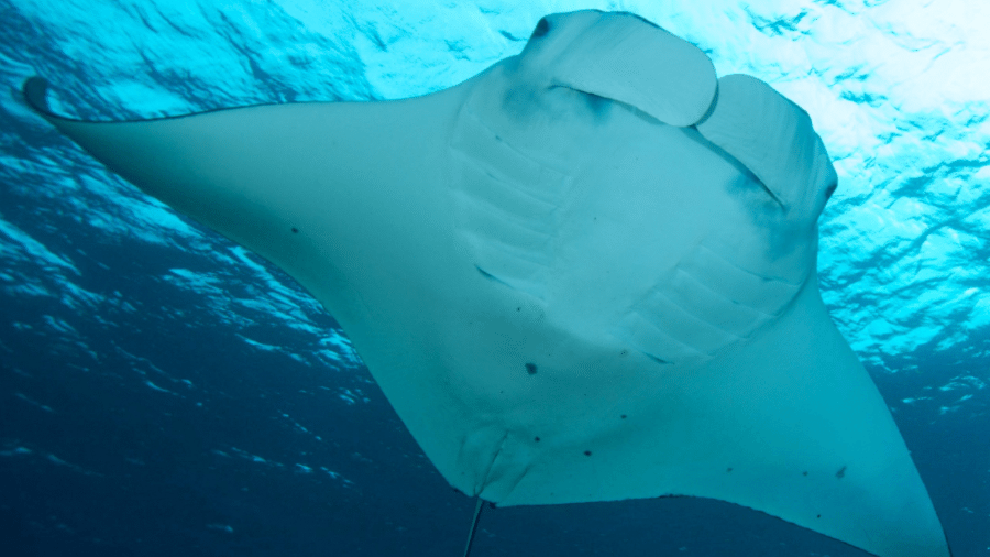 Raia-manta gigante é descoberta e batizada em homenagem à Iara