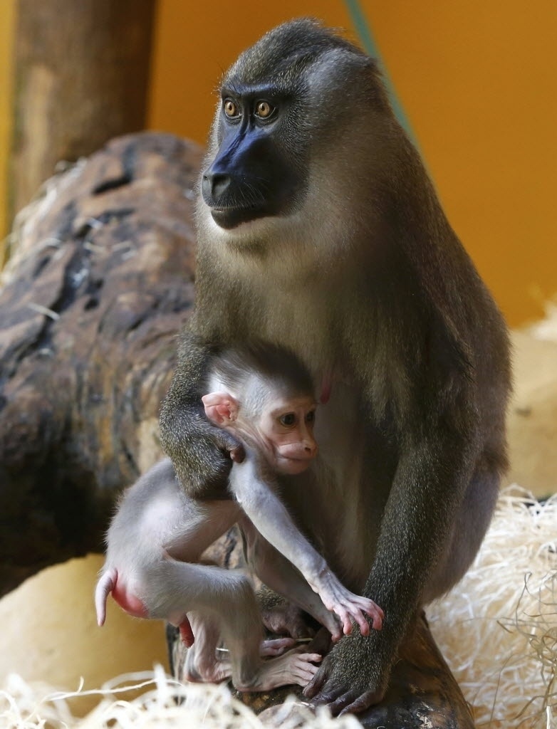 Fotos: Mãe acompanha primeiros dias de filhote de macaco em zoológico ...