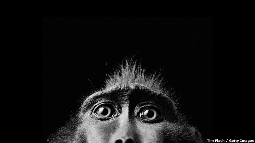 Fotos: Mostra de 'maravilhas da natureza' destaca 'encarada' entre ...