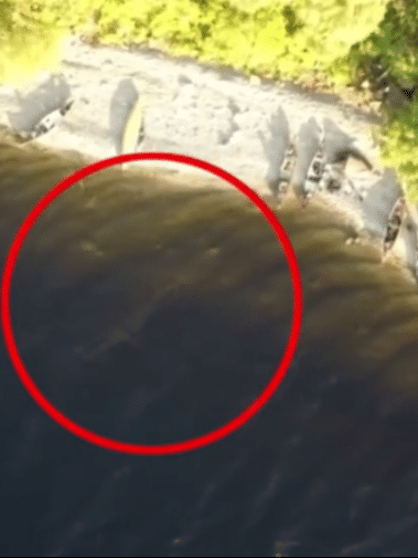 Avistamentos De Monstros Do Lago Ness Corcunda Negra De 20 Pés' Gera