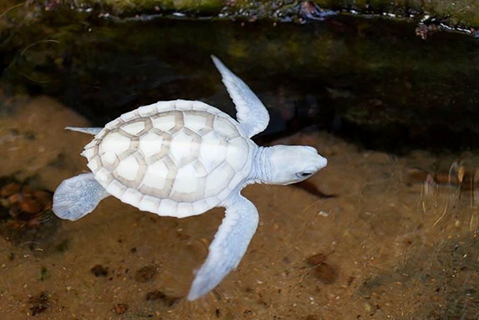 Fotos: Raros e especiais! Veja fotos de animais albinos pelo mundo - 06 ...