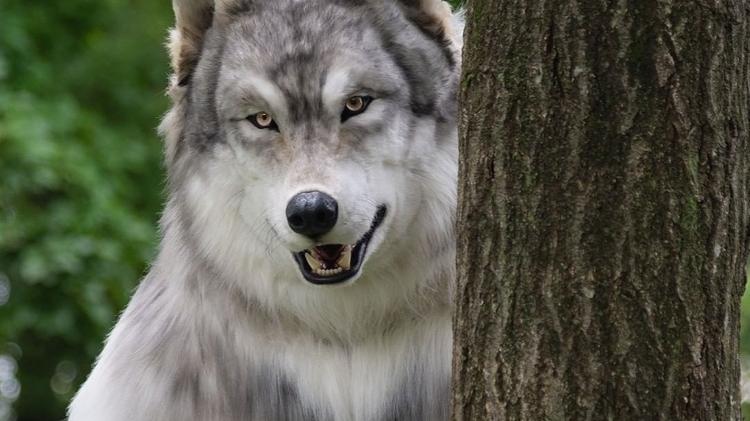 Homem gasta mais de R$ 120 mil para 'virar lobo' no Japão