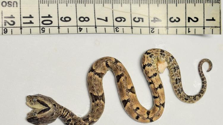 FIlhote de jararaca nasce com duas cabeças; caso é raro