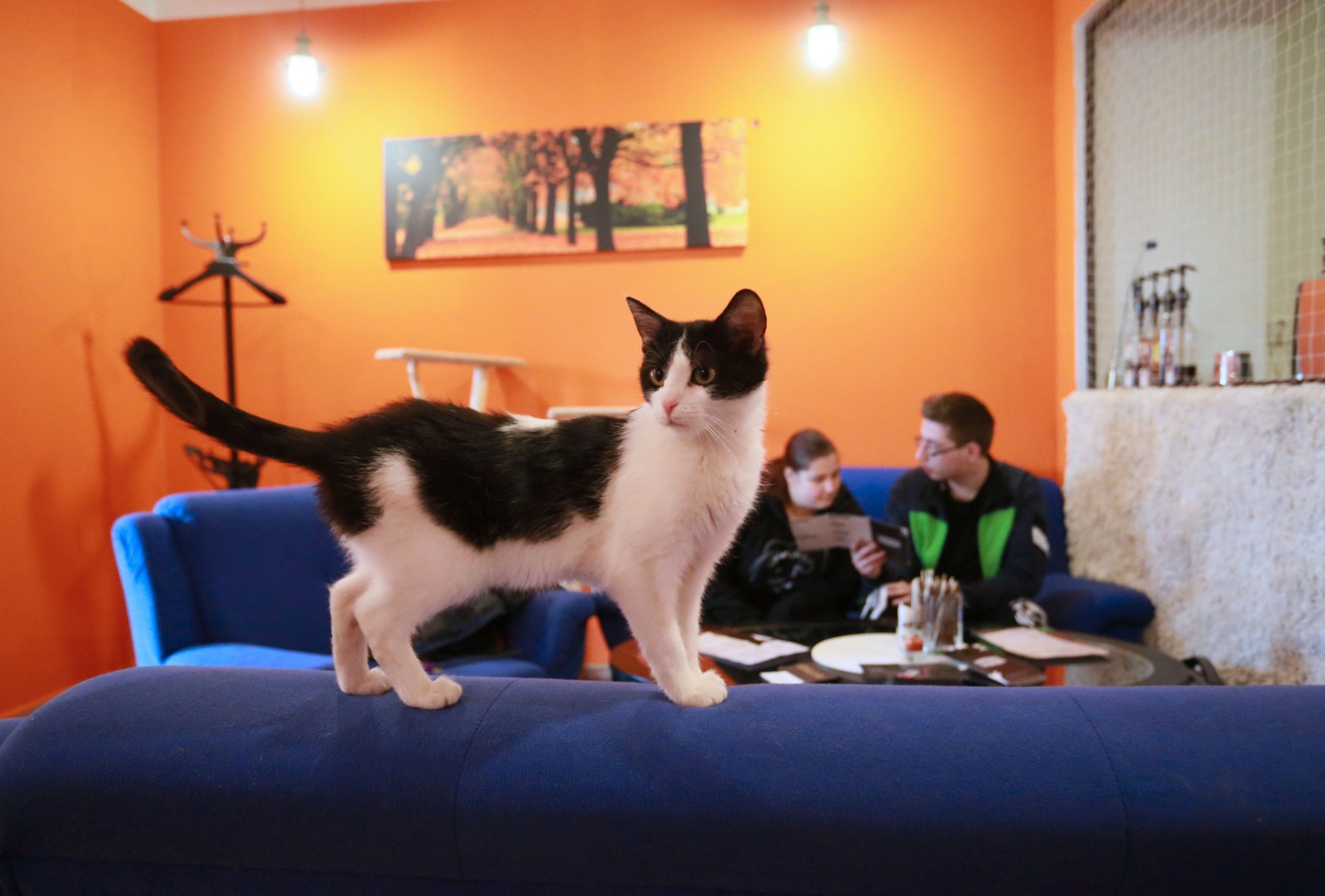 Fotos: Esse café tem muito amor em forma de gatinhos e bebida quente ...