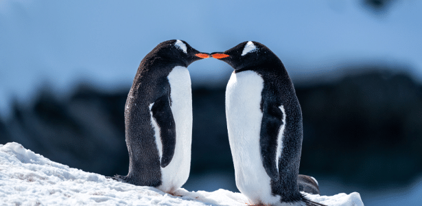 Pebbling: o que o ritual de conquista dos pinguins pode nos ensinar