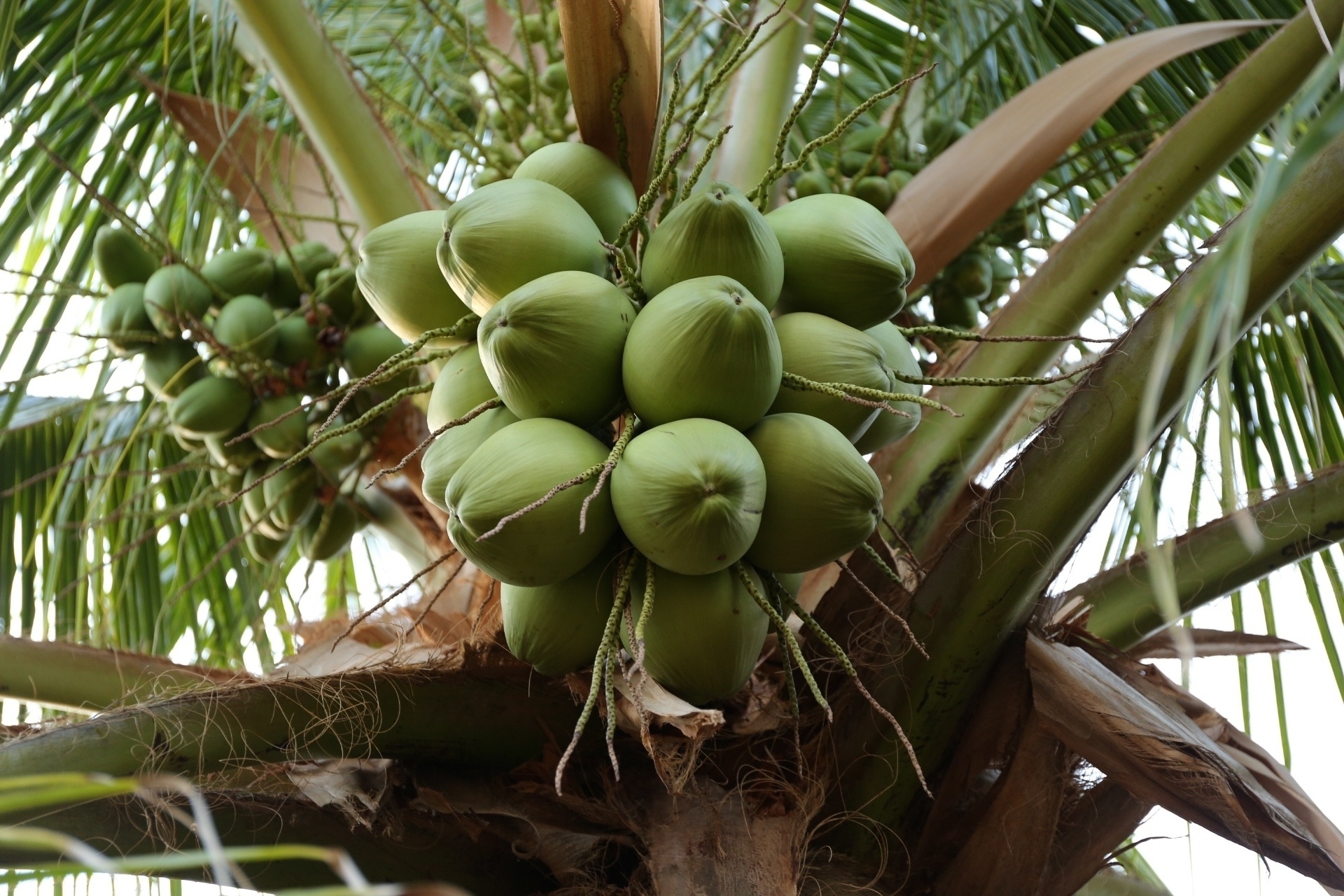 Fotos: Veja o caminho da água de coco, da fazenda até a caixinha - 03 ...