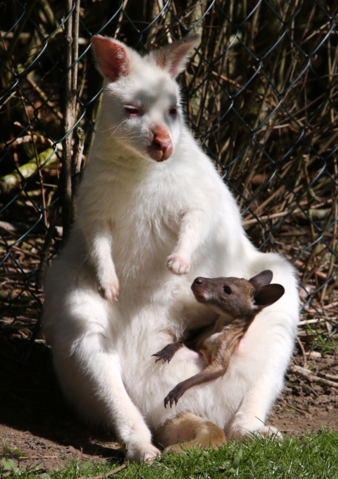Fotos: Raros e especiais! Veja fotos de animais albinos pelo mundo - 06 ...
