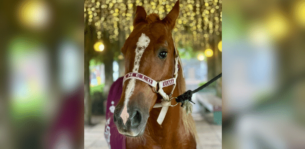 Yellowstone: Cavalo Caramelo vira garoto propaganda da série