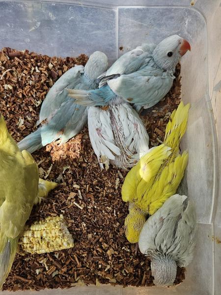 Ibama prende mais de 30 pessoas em operação contra tráfico de animais