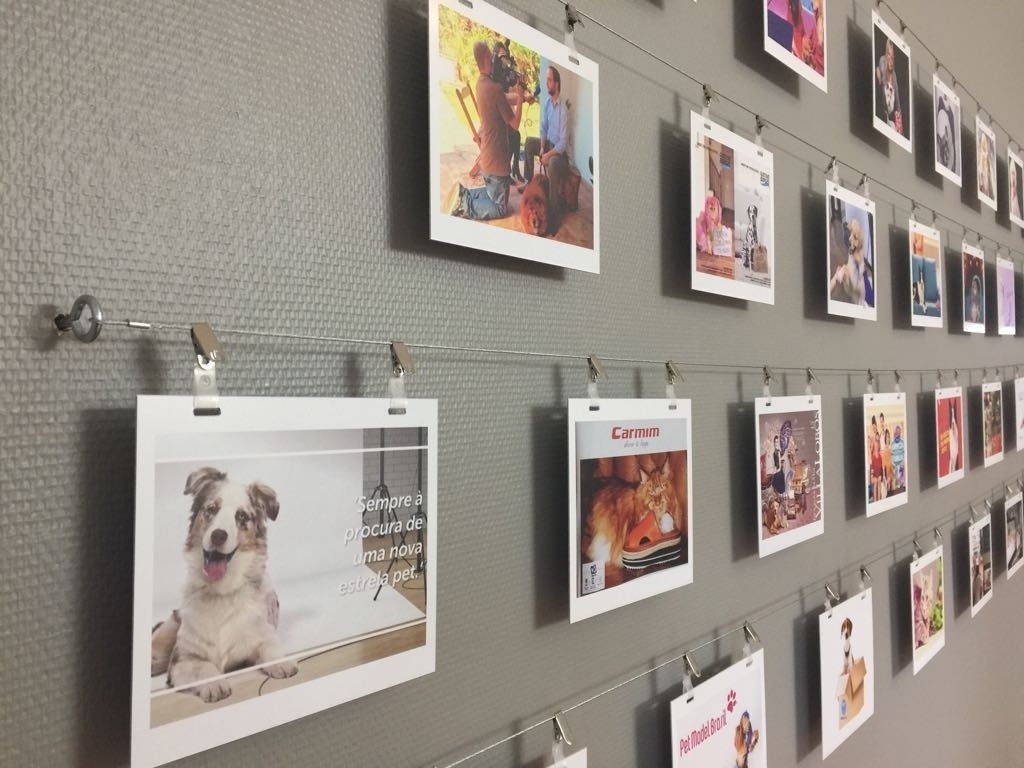 Fotos: Conheça a Pet Model Brasil, que agencia animais de estimação ...