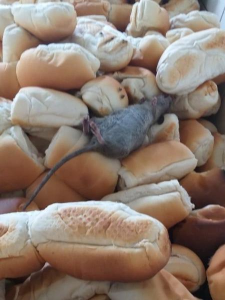 AL: rato morto é achado no meio de pães que seriam distribuídos em ...