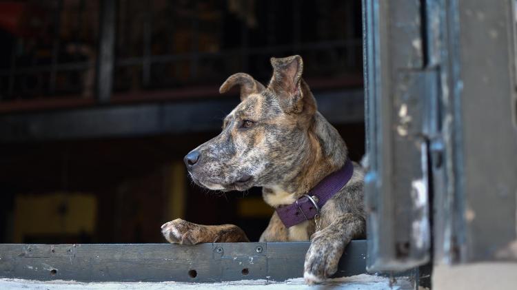 Radiação mudou os cães de Chernobyl? Estudos entram em choque