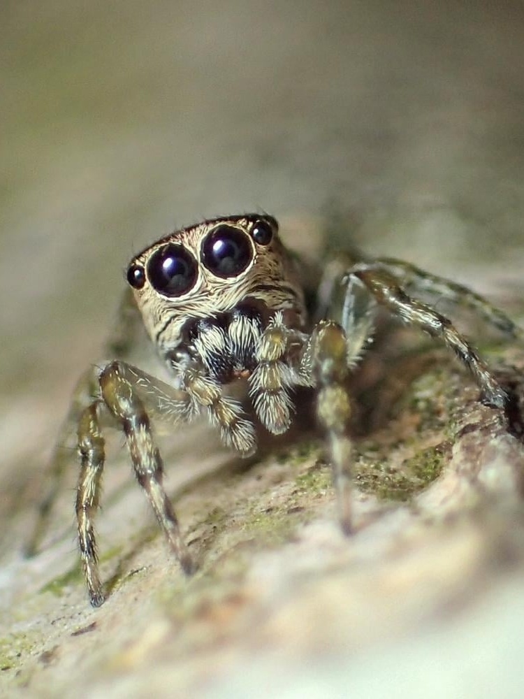 Aranha Saltadora Fofa