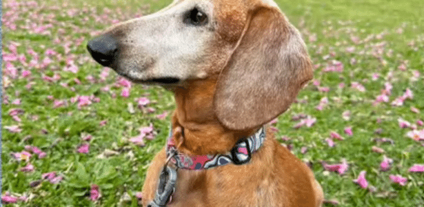 Cadela é morta em parque de Curitiba após ataque por cães de grande porte