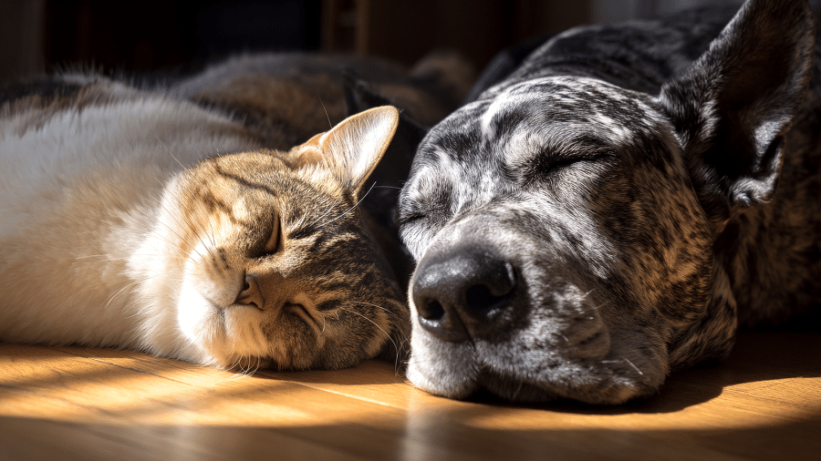 Cachorro ou gato vomitando? Entenda motivos e sinais de alerta