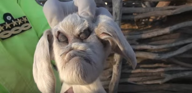 Bode com 'cara humana' assusta tanto que polícia investigará caso na ...