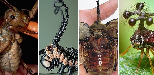 Fotos: Monstros em miniatura: descubra o assustador mundo dos insetos ...