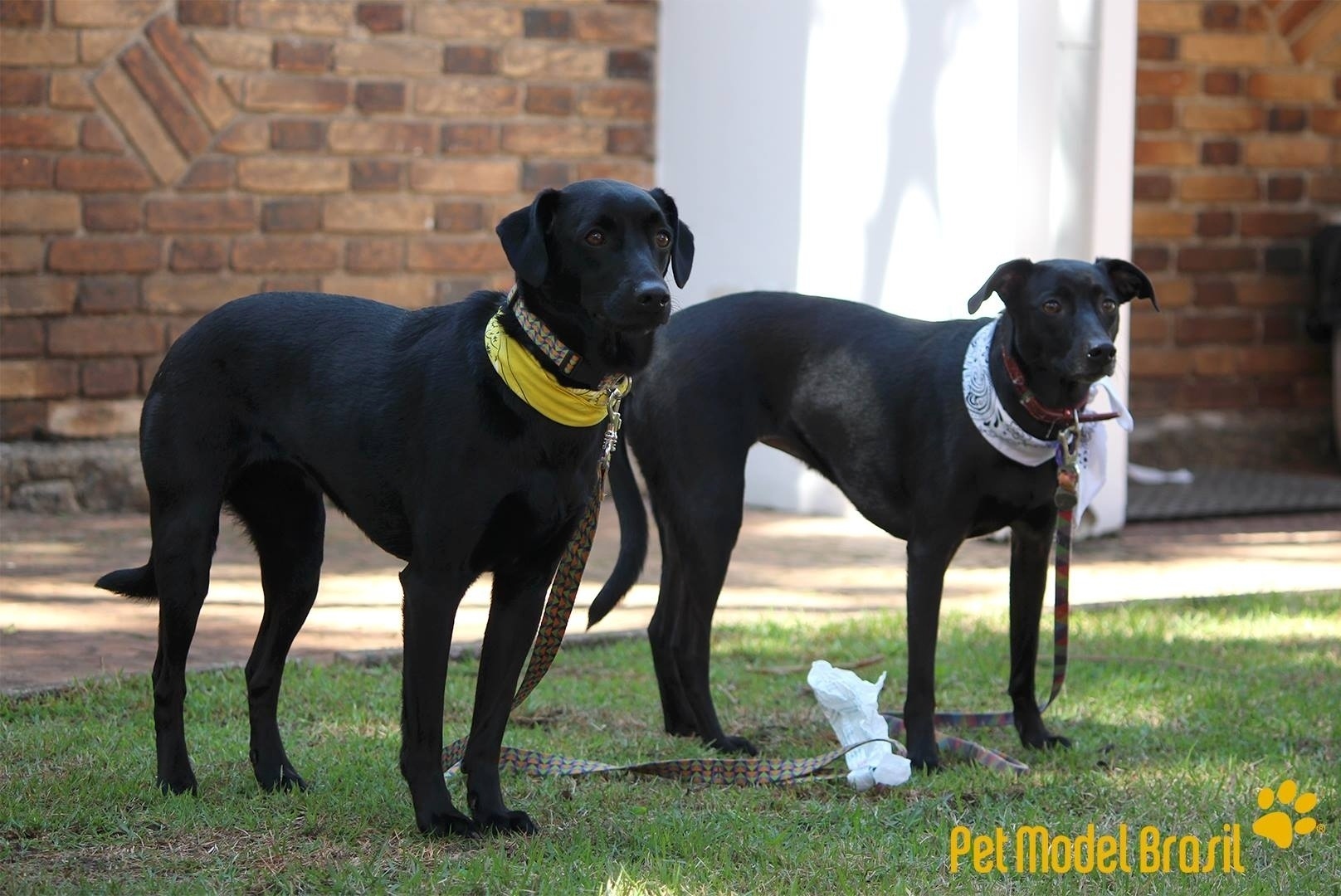 Fotos: Conheça a Pet Model Brasil, que agencia animais de estimação ...