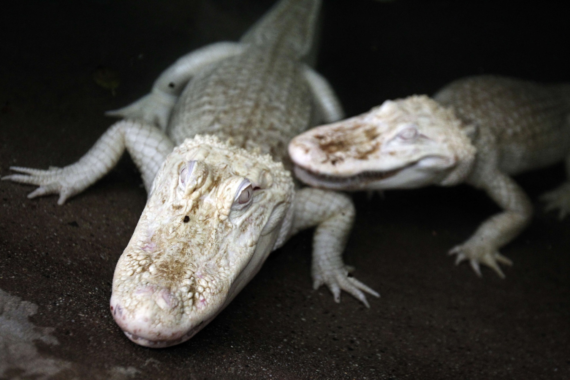 Fotos: Raros e especiais! Veja fotos de animais albinos pelo mundo - 06 ...