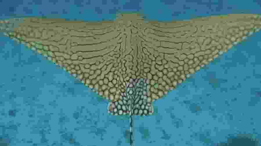 Espécie rara de arraia é avistada na Austrália e intriga mergulhadores ...