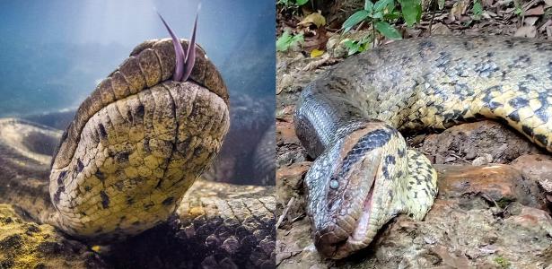 Morte de sucuri gigante em MS causa revolta: 'Embaixadora da espécie'