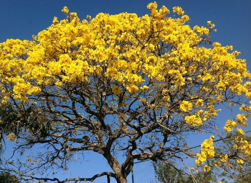 Fotos: Primavera no Brasil - 21/09/2015 - UOL Notícias
