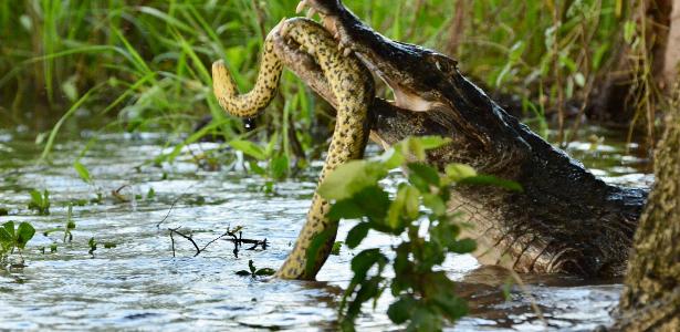 Vídeo: Jacaré e sucuri se enfrentam no Pantanal em MT
