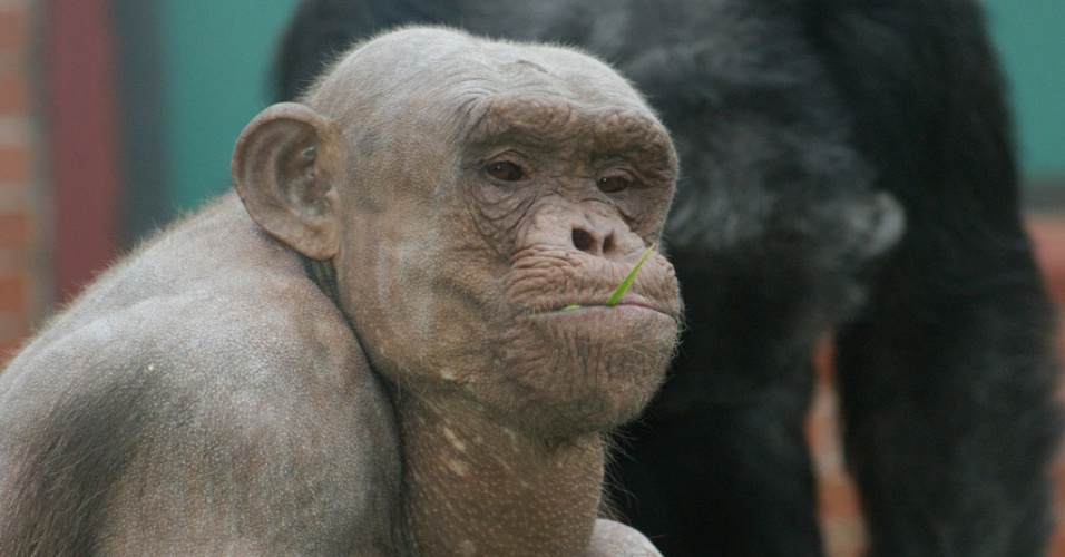 Bichos - UOL Notícias