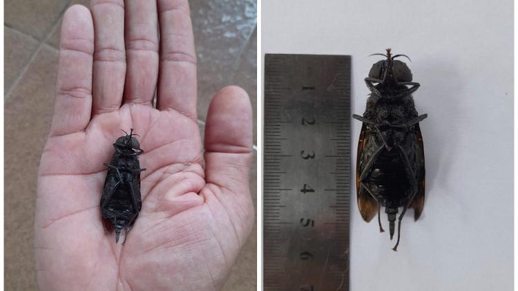 Mosca gigante e com potencial de virar praga é achado em SP; veja