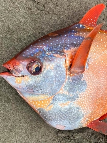 Peixe Mais Raro Ja Pescado