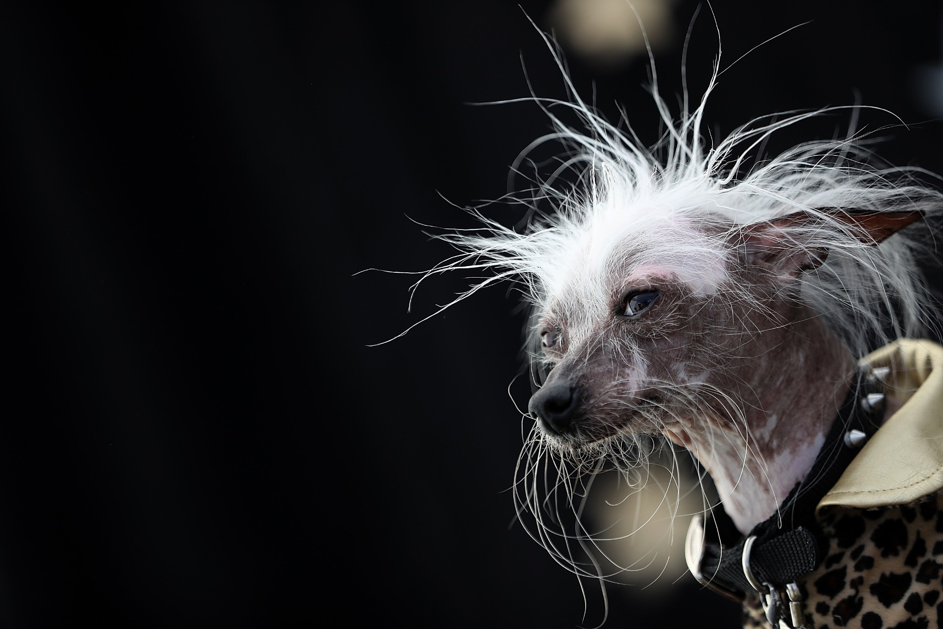 Fotos: Concurso de cão mais feio do mundo acontece nos EUA; veja quem ...