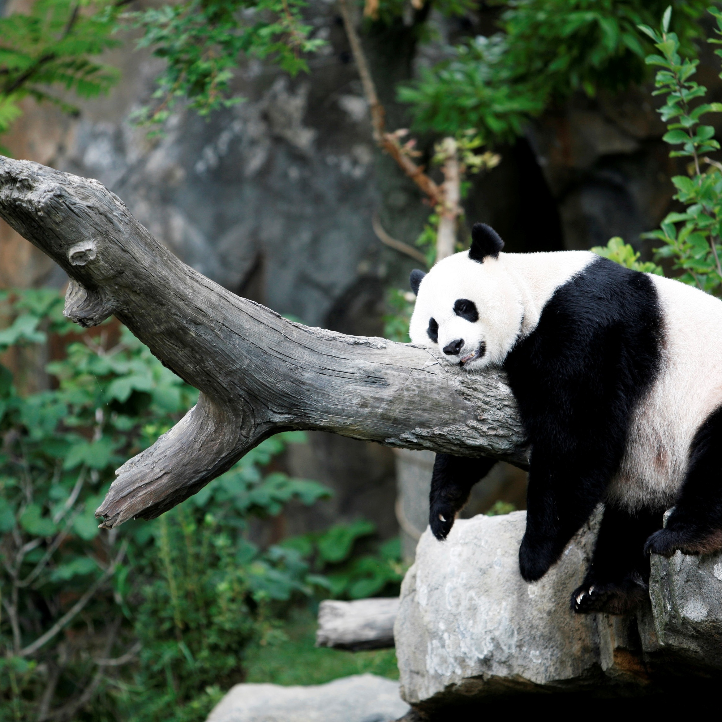 Pandas Na Natureza Último Urso Panda Habitou Europa Há Cerca De Seis