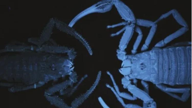 25 espécies de escorpião mais perigosas do mundo; 6 vivem no Brasil