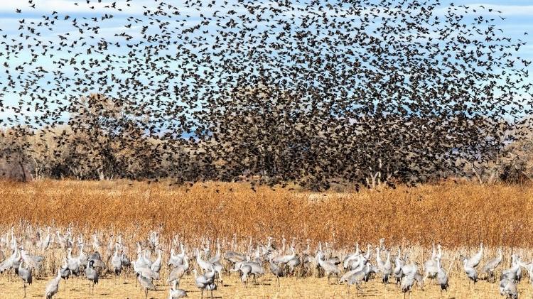 A surpreendente imagem de milhares de aves migrando captada por radar ...