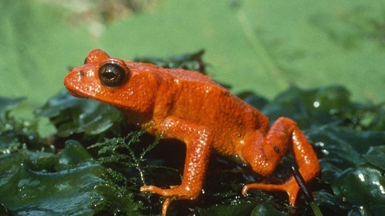 Dia da Terra: 4 animais que sumiram da América Latina nos últimos 15 ...