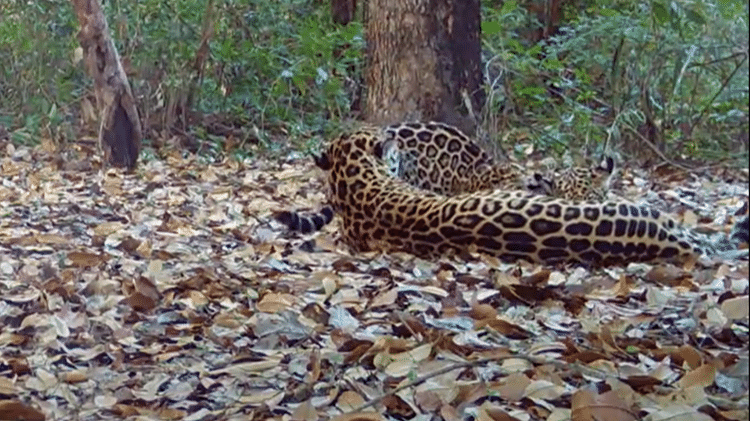 Vídeo mostra momento raro de onça-pintada amamentando filhote em MT