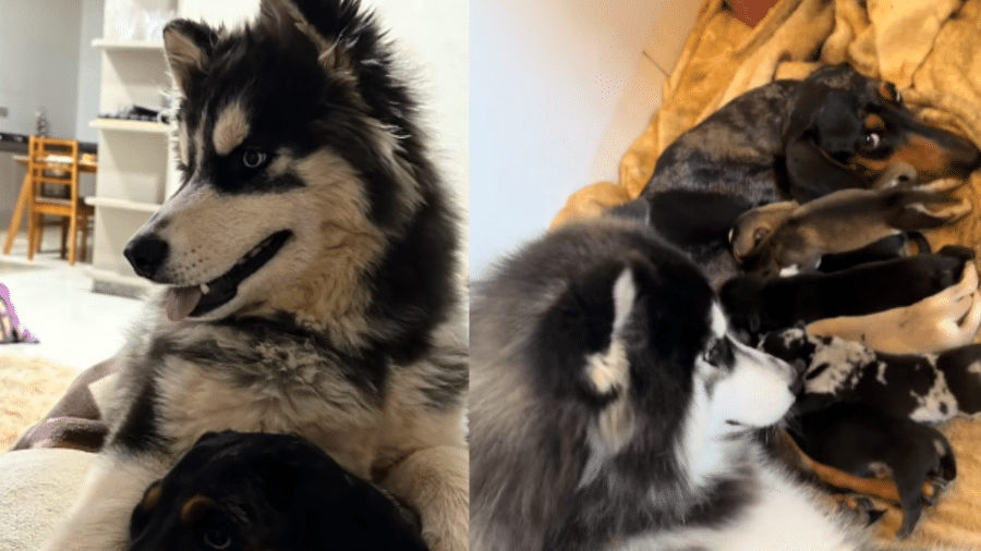 Mistura improvável entre husky e salsicha gera filhotes inusitados em Goiás