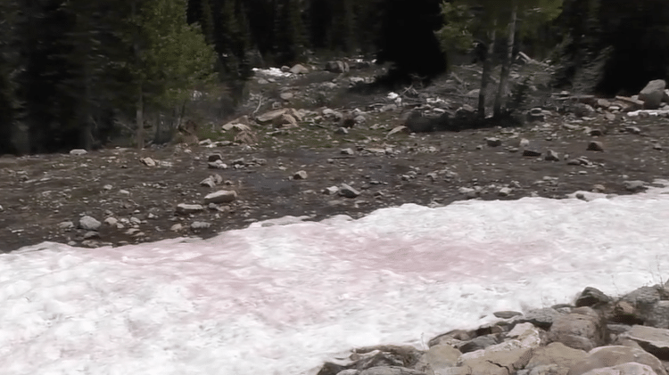 'Neve de melancia': por que as montanhas ficaram cor-de-rosa nos EUA?
