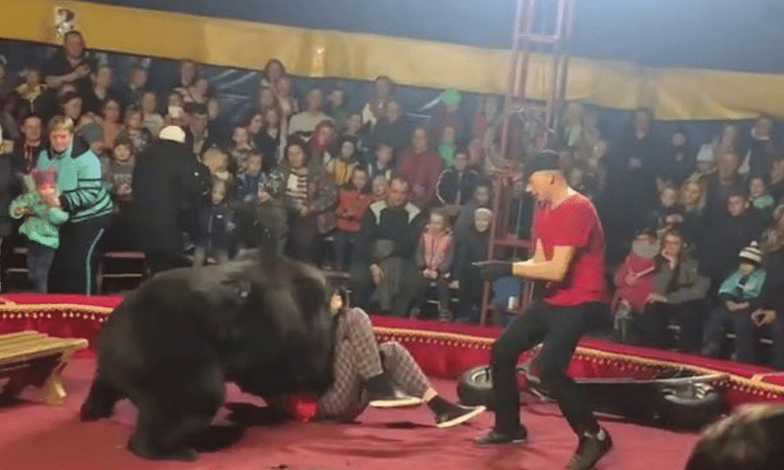 Na Russia Sovietica Voce Ataca Urso Vídeo Mostra Momento Em Que Urso