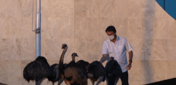 Isso é normal? Até as emas fogem da cloroquina de Bolsonaro - 24/07 ...
