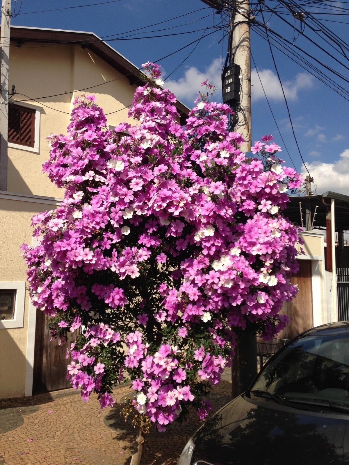 Fotos: Primavera no Brasil - 21/09/2015 - UOL Notícias