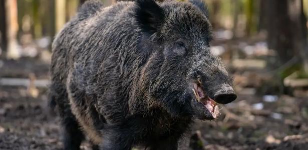 Até 270kg e facilmente adaptável: a diferença entre javali e javaporco