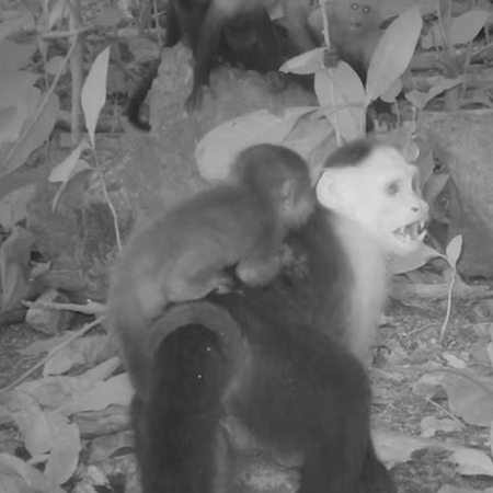 Por que macacos-prego sequestram filhotes de bugio em ilha no Panamá?
