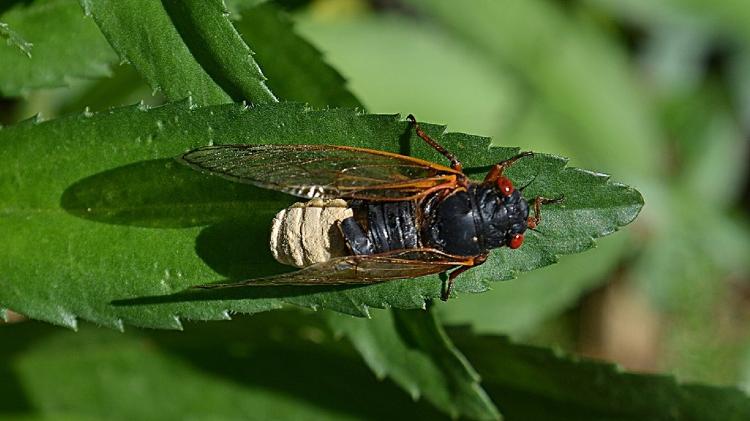 Insetos zumbis: conheça parasitas que controlam corpo de bichos mortos