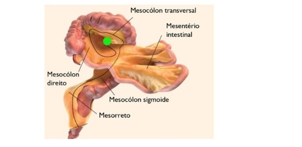 O que é e onde fica o mesentério, o 'novo' órgão do corpo humano ...