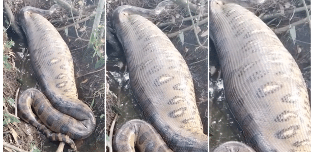 Entenda como sucuri é capaz de digerir presas grandes como a capivara