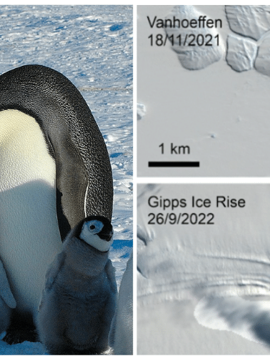 Habitat Dos Pinguins Imperadores Pinguim Imperador Fatos, Dieta,
